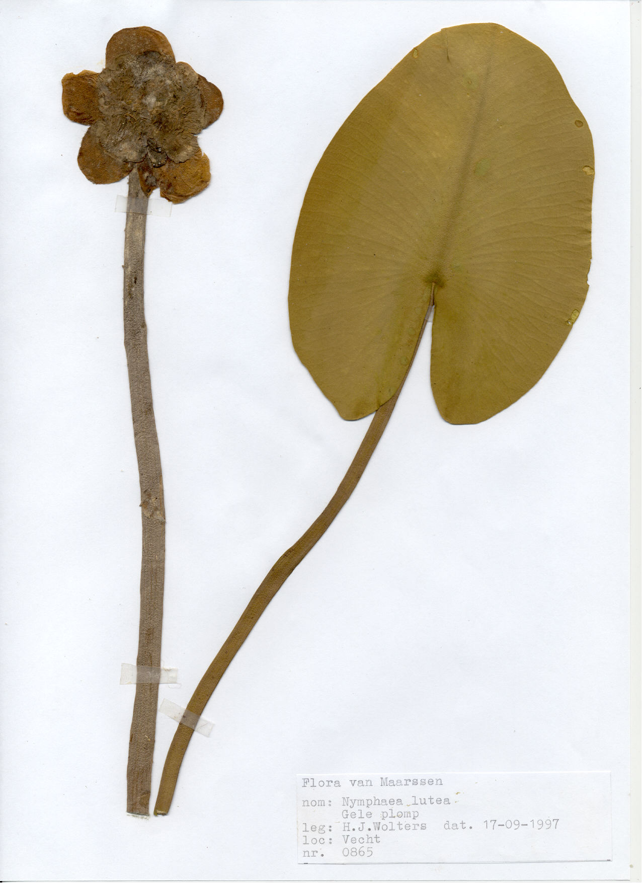 IVN Vecht & Plassengebied - Planten