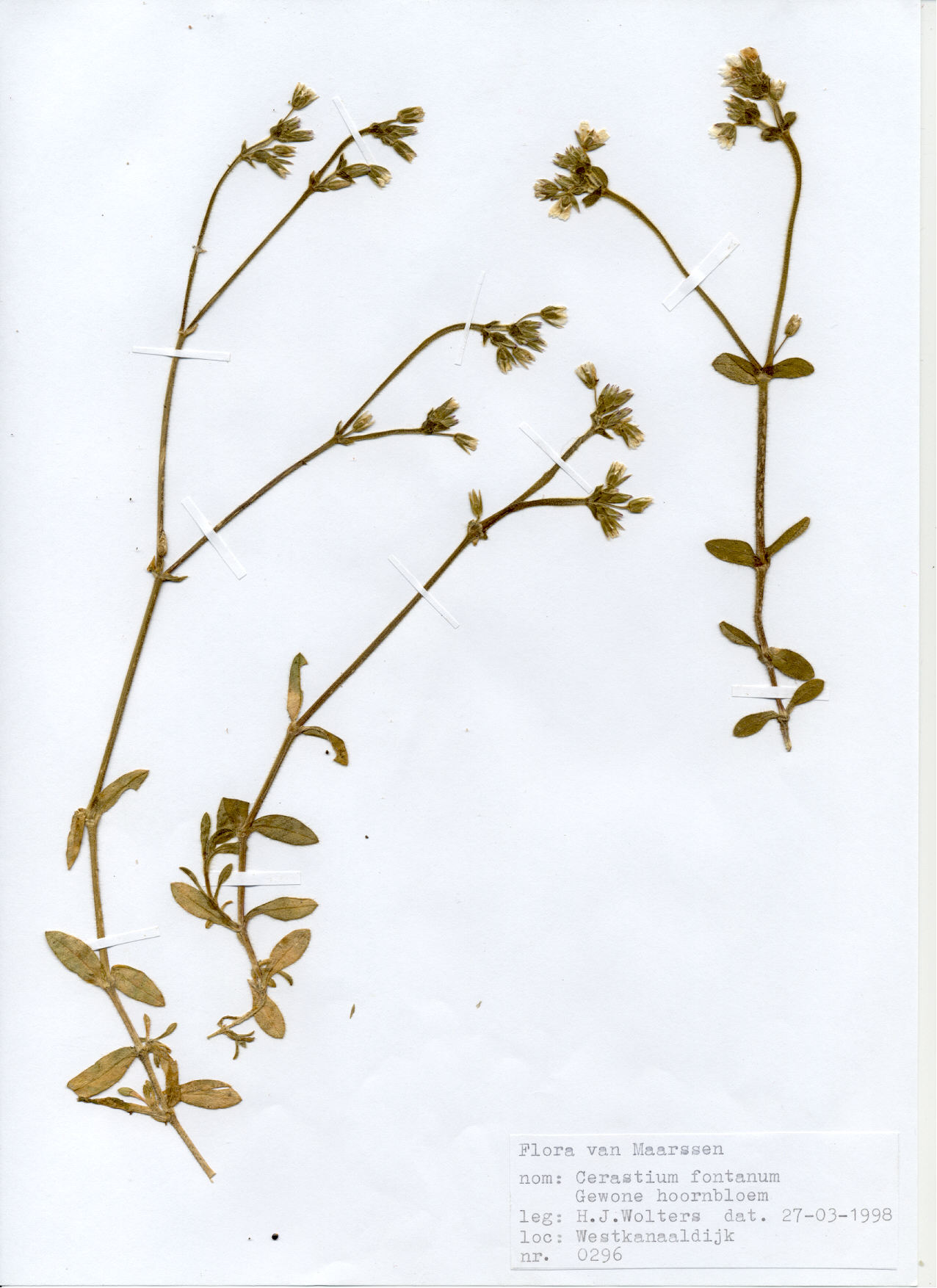 IVN Vecht & Plassengebied - Planten