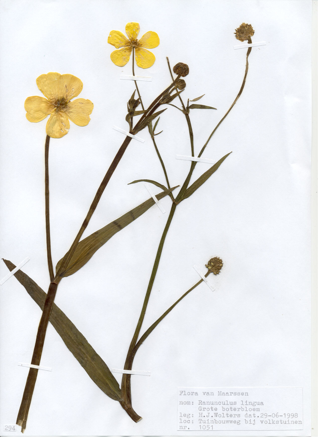 IVN Vecht & Plassengebied - Planten