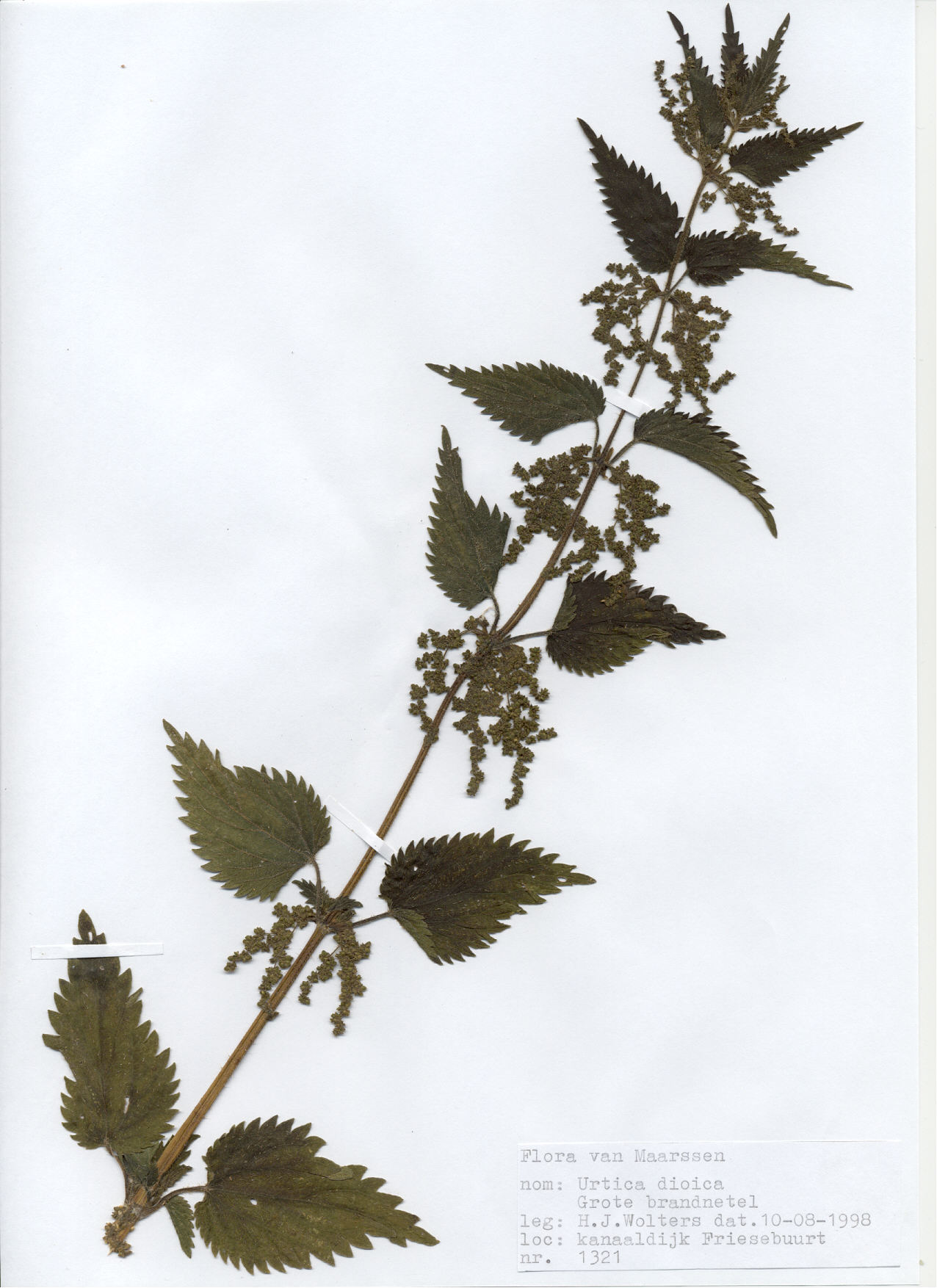 IVN Vecht & Plassengebied - Planten