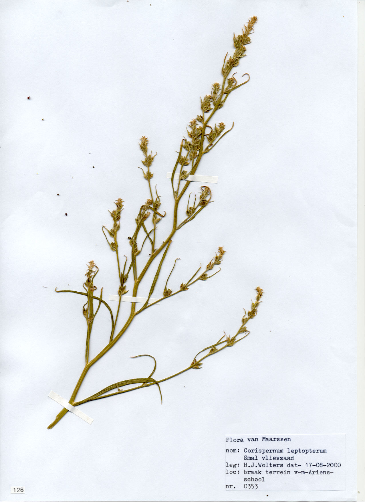 IVN Vecht & Plassengebied - Planten